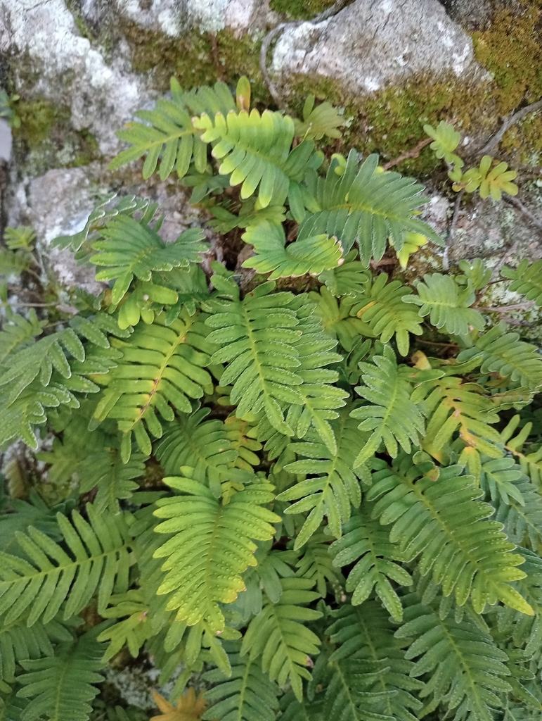 resurrection fern from Tampa, FL 33620, USA on February 19, 2024 at 06: ...