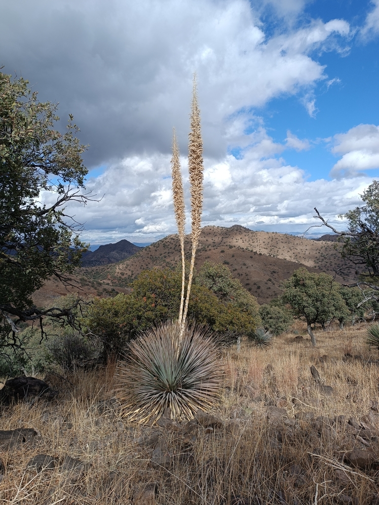 Wheeler sotol from Francia & Reforma 84680, 84680 Bacoachi, Son ...