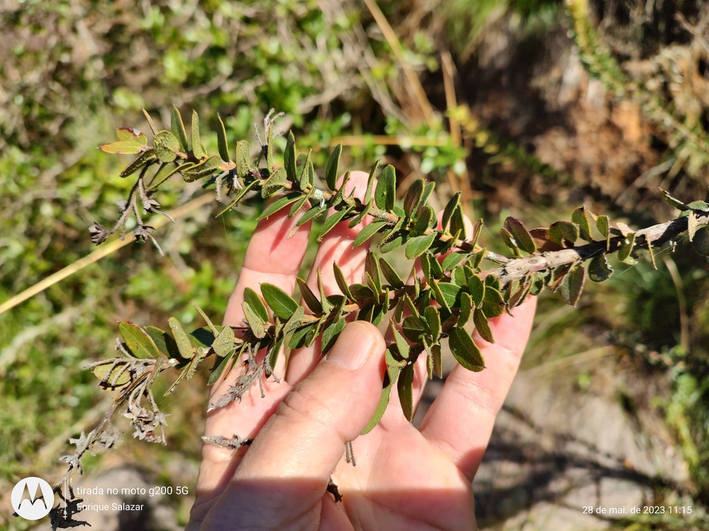 Agarista nummularia (Espécies da vegetação herbácea, subarbustiva e ...