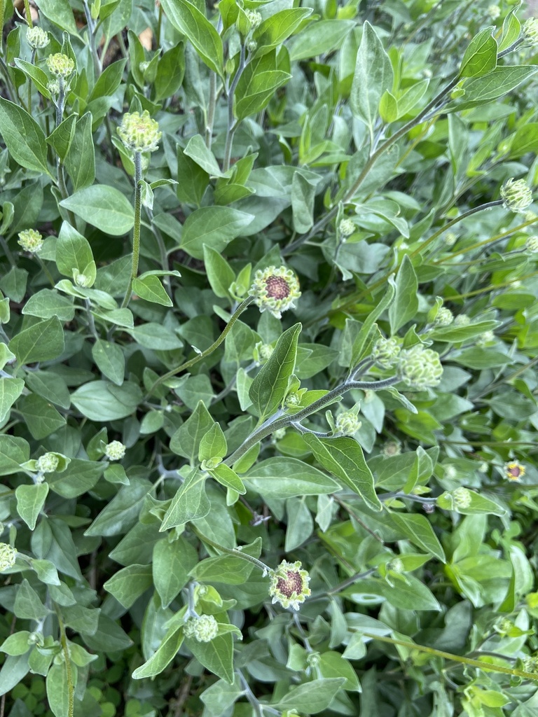 California brittlebush from Castleview Park, Riverside, CA, US on March ...