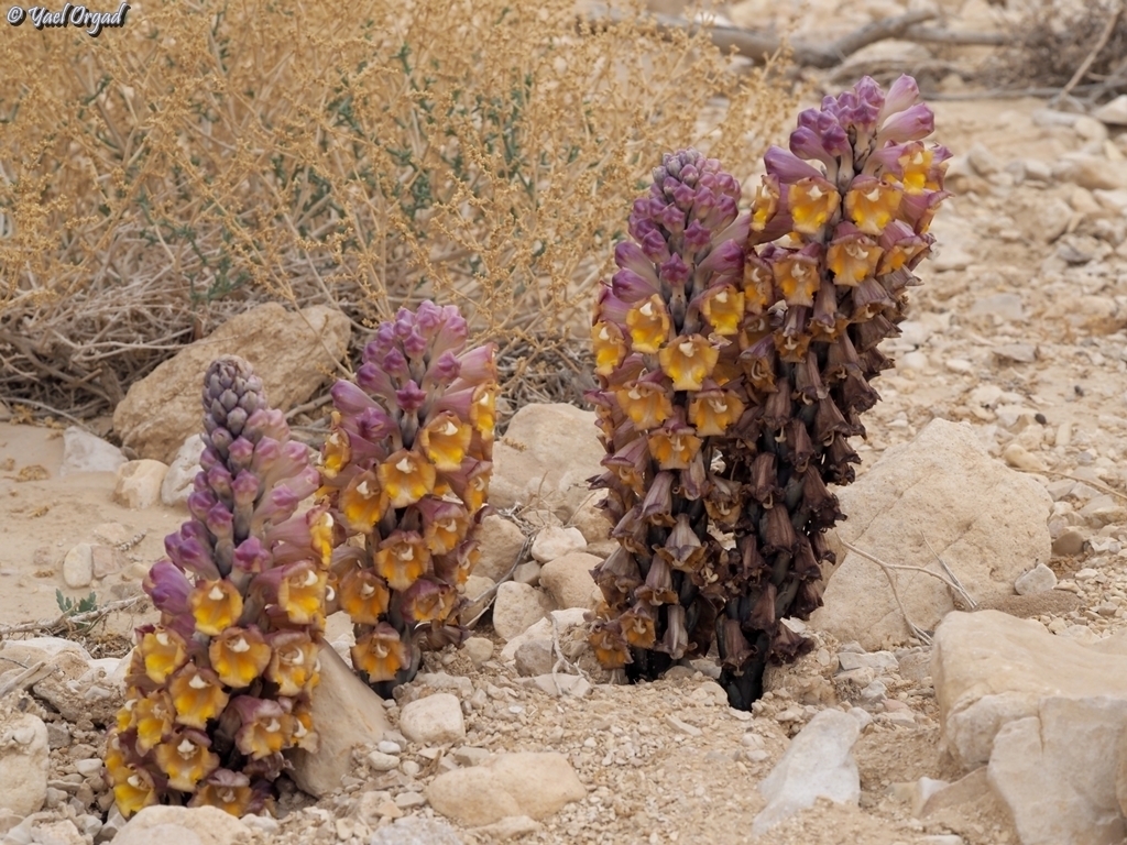 desert hyacinth from Be'er Sheva, Israel on February 23, 2024 at 12:53 ...