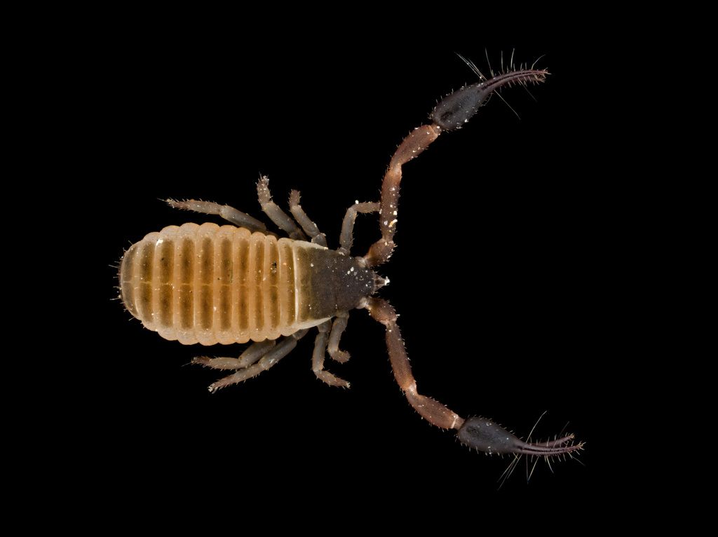 Cheliferidae from Pawnee County, OK, USA on March 3, 2024 at 02:26 PM ...