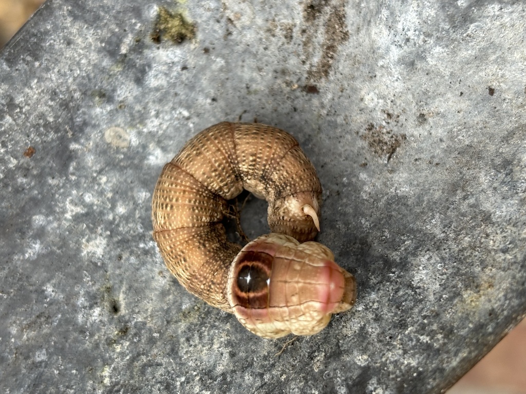 Alope Sphinx from N Federal Hwy, Fort Lauderdale, FL, US on March 2 ...