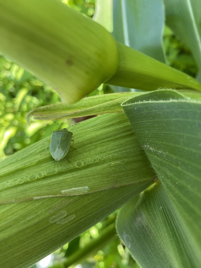 Southern Green Stink Bug from Inangahua 7895, New Zealand on February ...