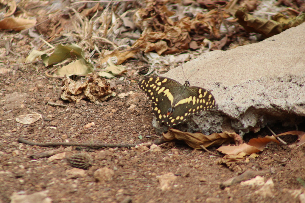 Citrus Swallowtail from Marsabit, Kenya on February 19, 2023 at 01:05 ...