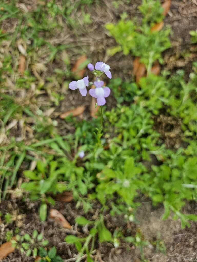 blue toadflax from Polk County, FL, USA on March 3, 2024 at 03:24 PM by ...