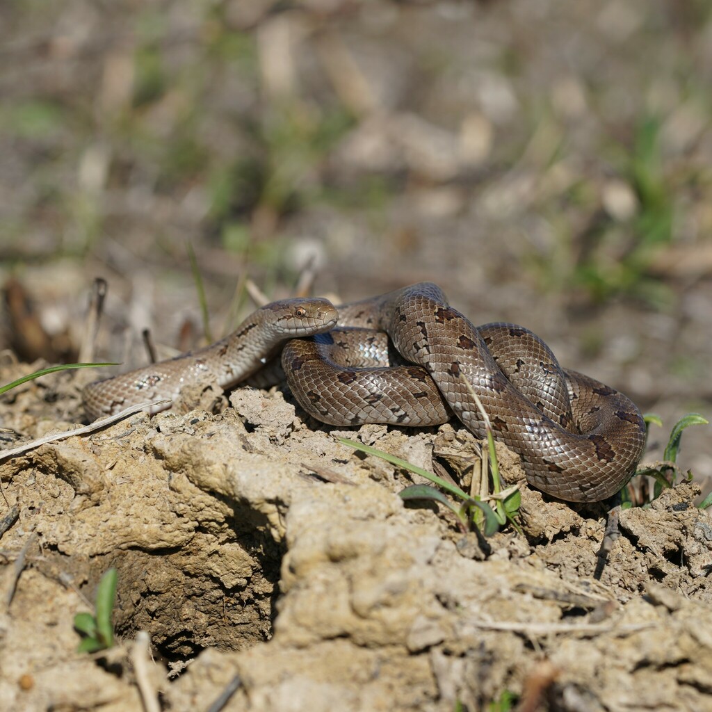 Prairie Kingsnake from Fayetteville, AR, USA on March 3, 2024 at 02:52 ...