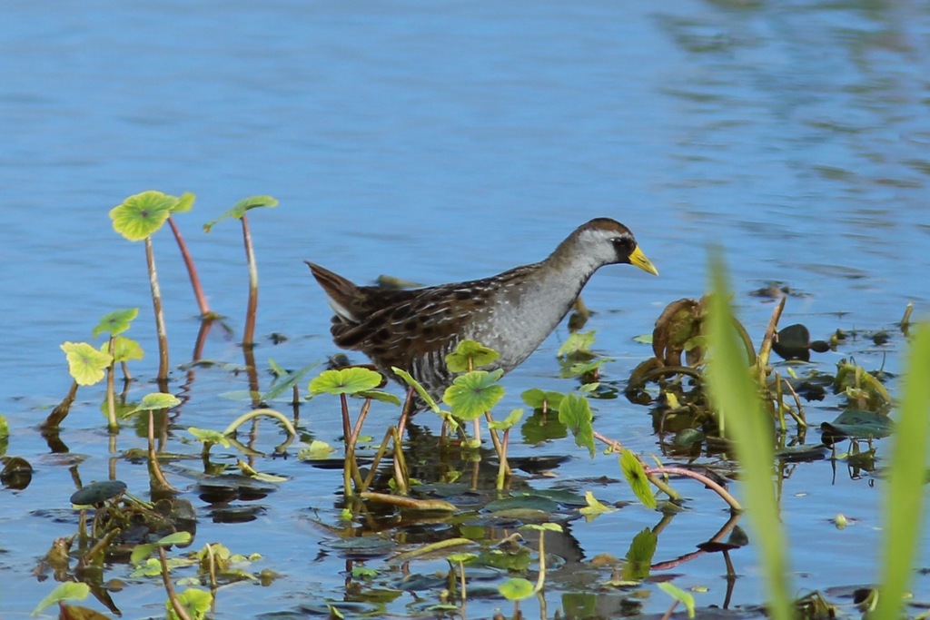 Sora from Alachua County, FL, USA on March 3, 2024 at 08:35 AM by Oscar ...