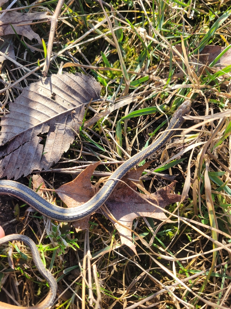 Common Garter Snake from Dowling, MI 49050, USA on March 3, 2024 at 10: ...