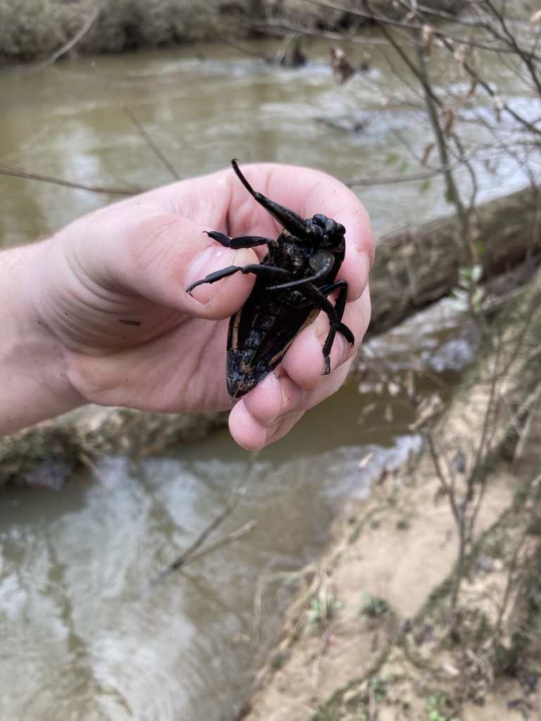Uhler's Giant Water Bug from Old Fayette Rd, Northport, AL, US on March ...