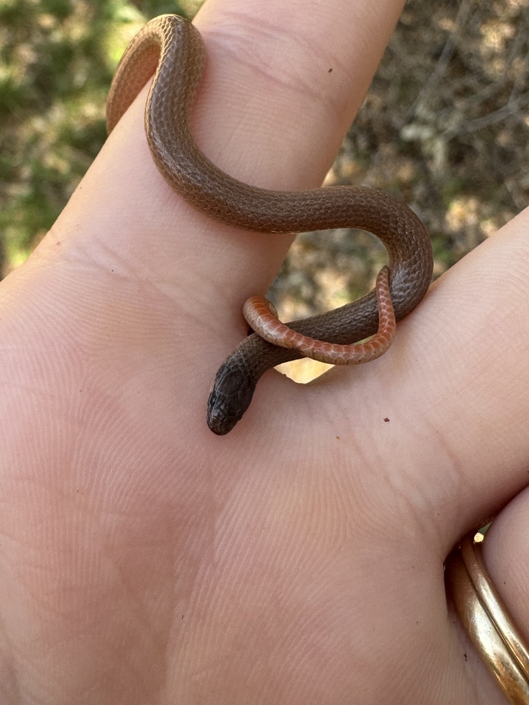 Flat-headed Snake from Arthur Cir, Leander, TX, US on March 3, 2024 at ...
