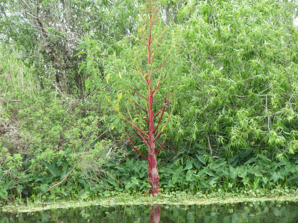 Southern Amaranth from Lust Rd, Apopka, FL, US on March 2, 2024 at 10: ...