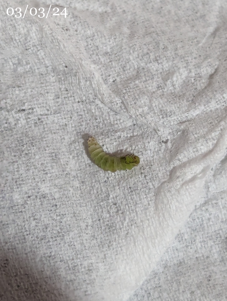 Geometer Moths in March 2024 by RattyExplores. 04/03/24 Larva 1 (green ...
