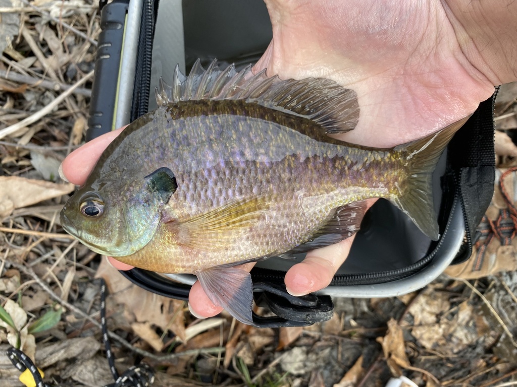 Bluegill from Lightspun Ln, Columbia, MD, US on March 3, 2024 at 04:37 ...