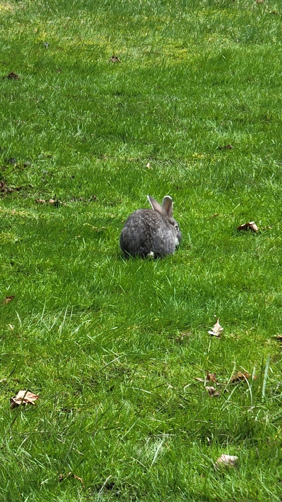 European Rabbit from Victoria, BC V8Y 2T6, Canada on March 3, 2024 at ...