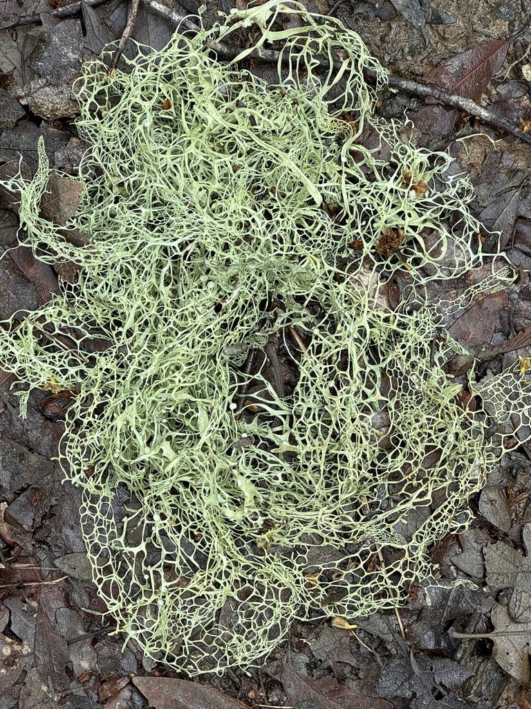 lace lichen from Sonoma County, CA, USA on March 3, 2024 at 10:28 AM by ...