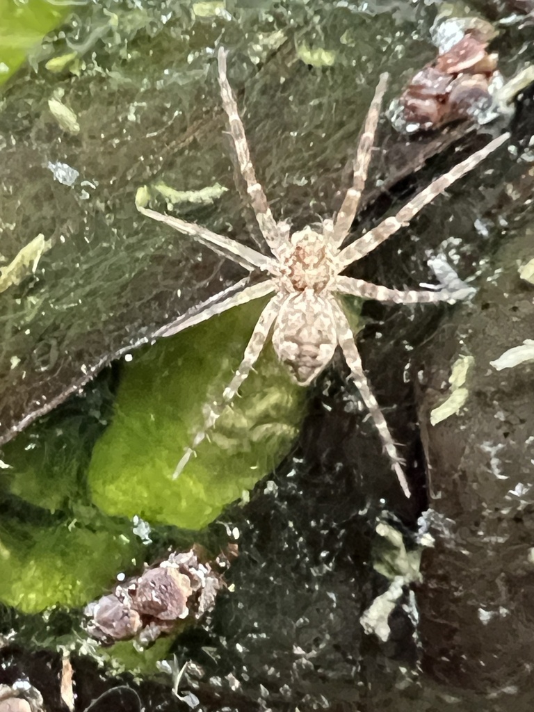 Dark Fishing Spider from Bay Hill Dr, Austin, TX, US on March 3, 2024 ...