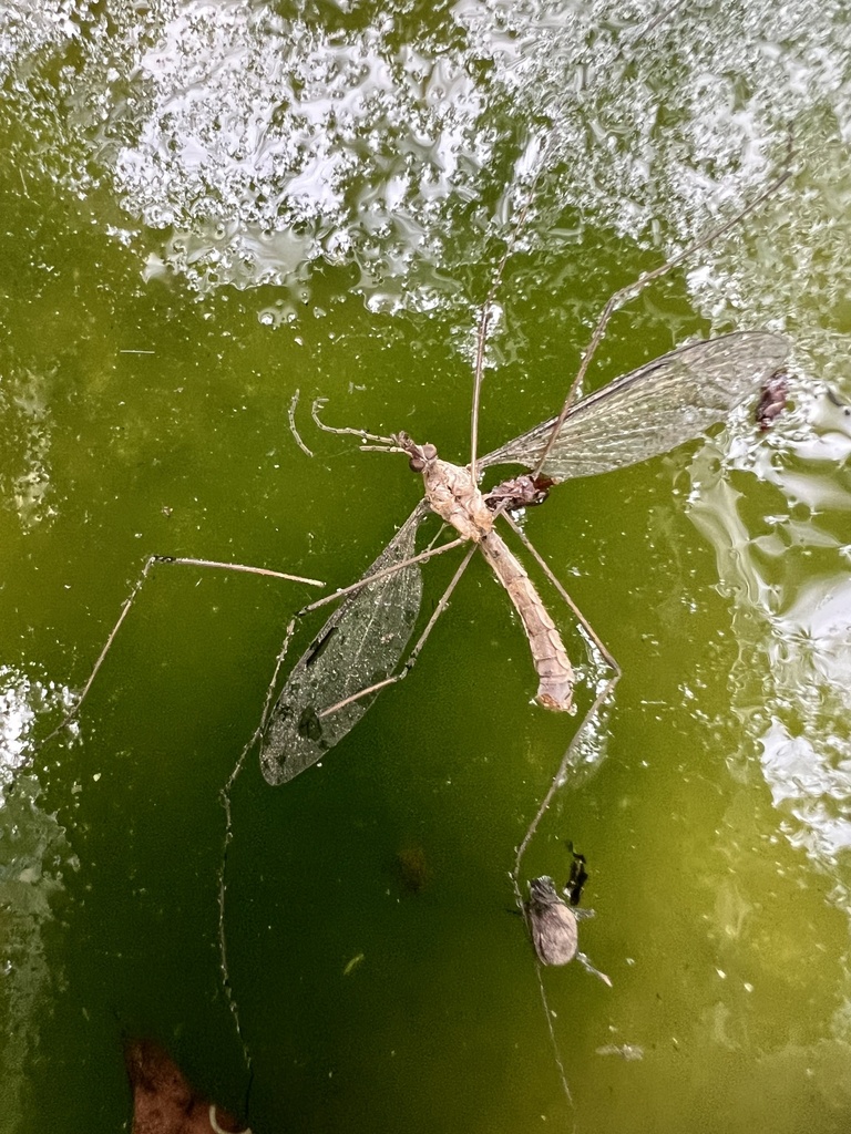 Common Crane Flies from Bay Hill Dr, Austin, TX, US on March 3, 2024 at ...