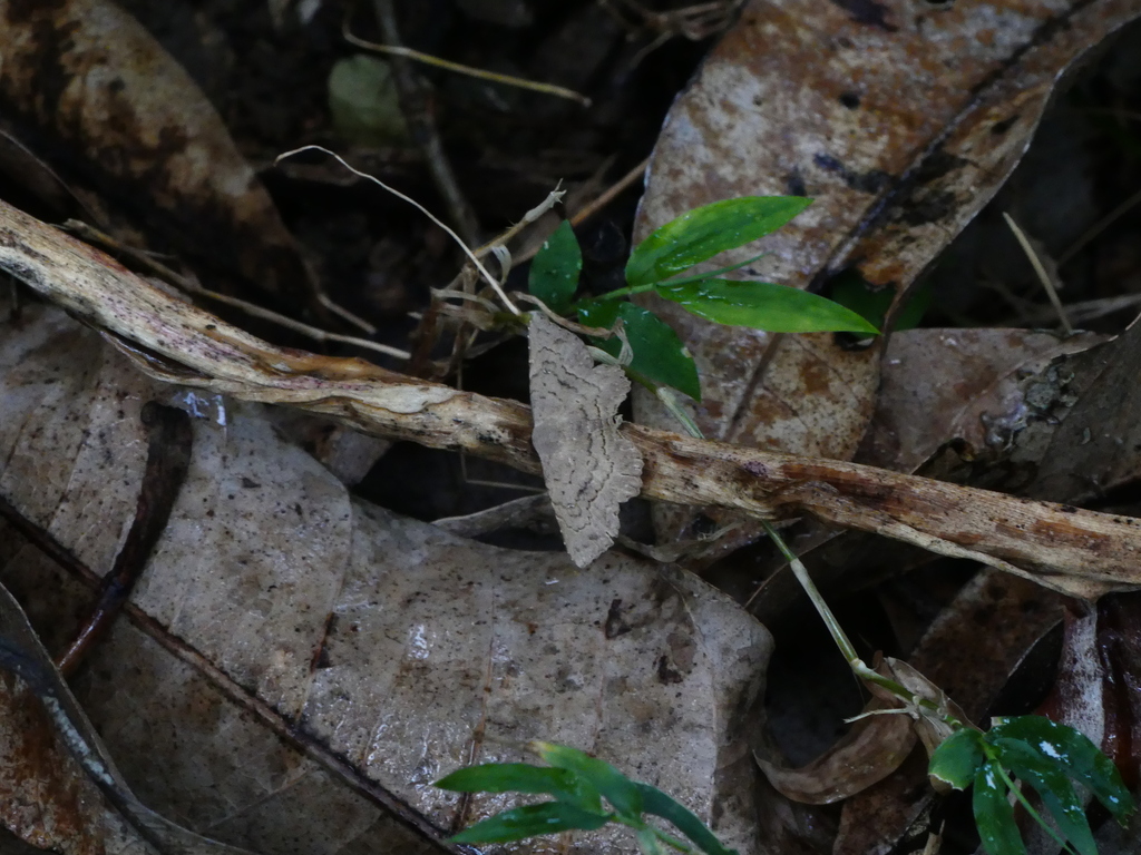 Renodes liturata from Corbin Local Wildlife, 68 Belmont Farm Road ...