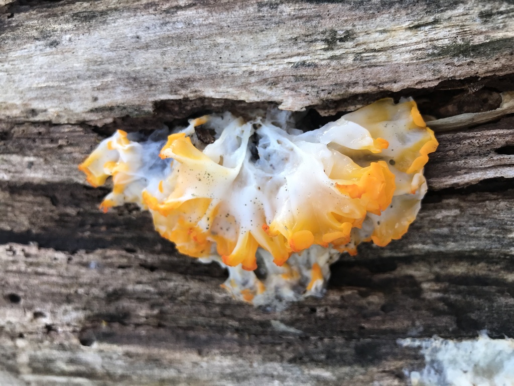 Witch s Butter From Ghost Lake Trail Great Meadows NJ US On March 3 Witch s Butter From Ghost Lake Trail Great Meadows NJ US On March 3
