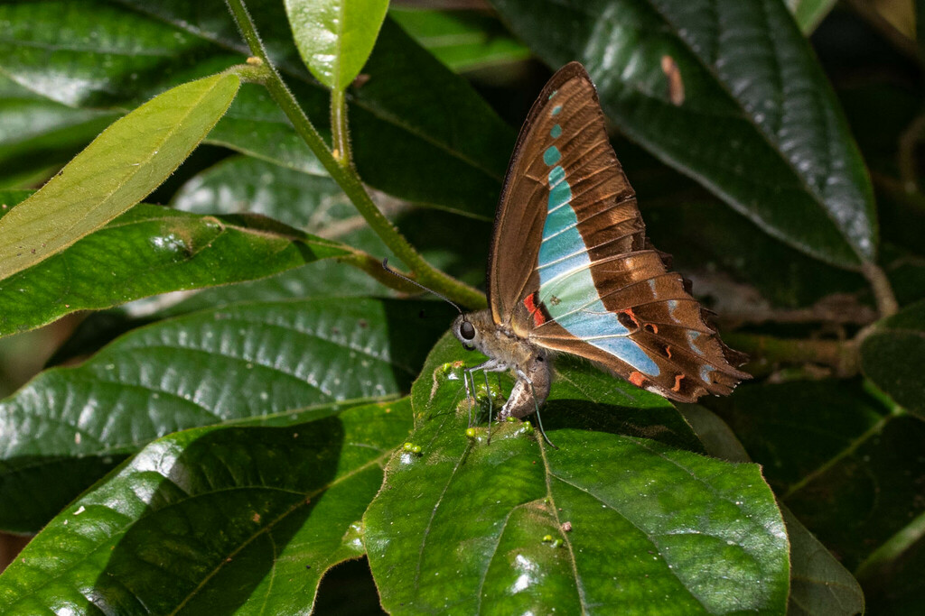 Blue Triangle Butterfly from Mary Cairncross Scenic Reserve, Maleny QLD ...