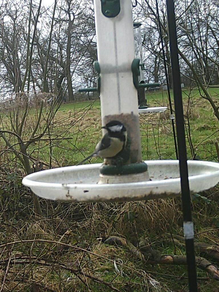 Great Tit from UoC Brampton Road Carlisle, UK on February 16, 2024 at ...