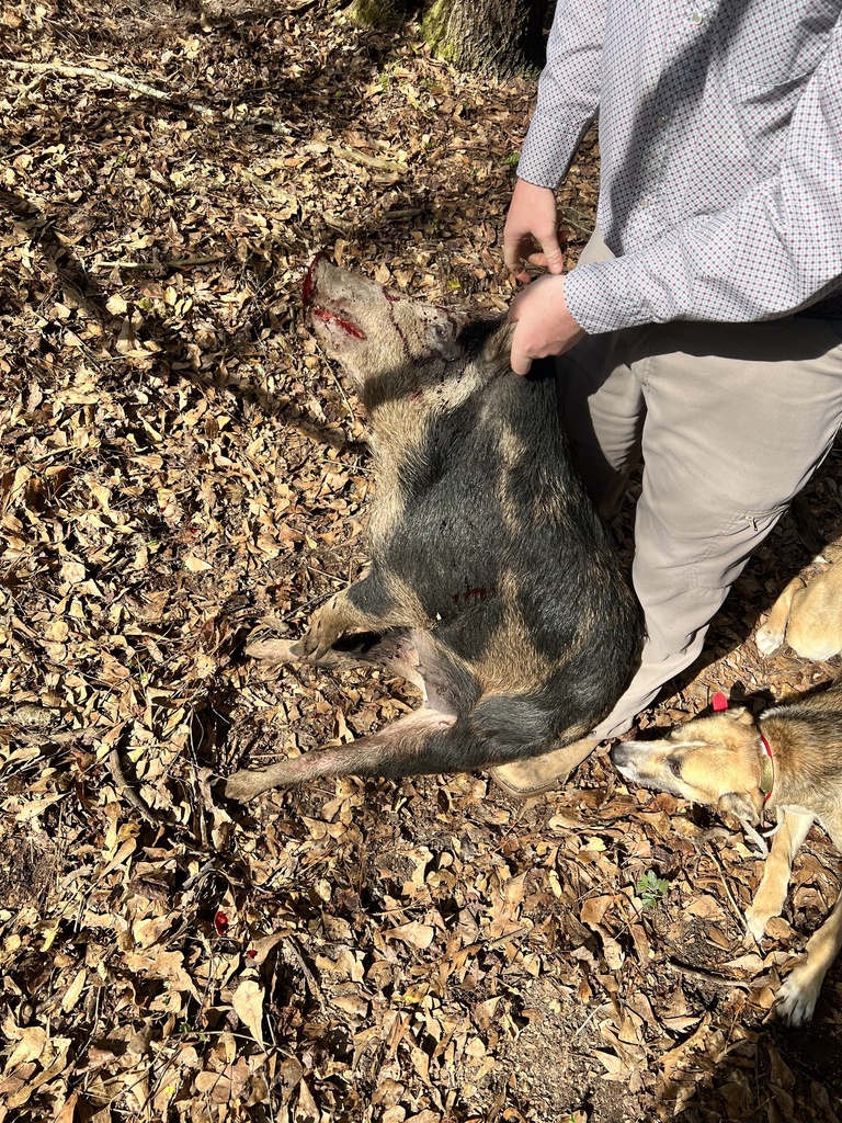 Eurasian Wild Pig from Sumner, GA, US on March 3, 2024 at 02:57 PM by ...