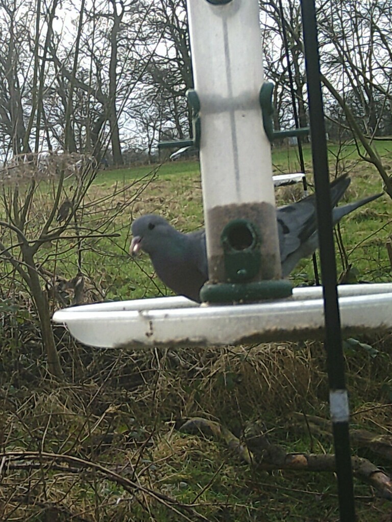 Stock Dove from UoC Brampton Road Carlisle, UK on February 16, 2024 at ...