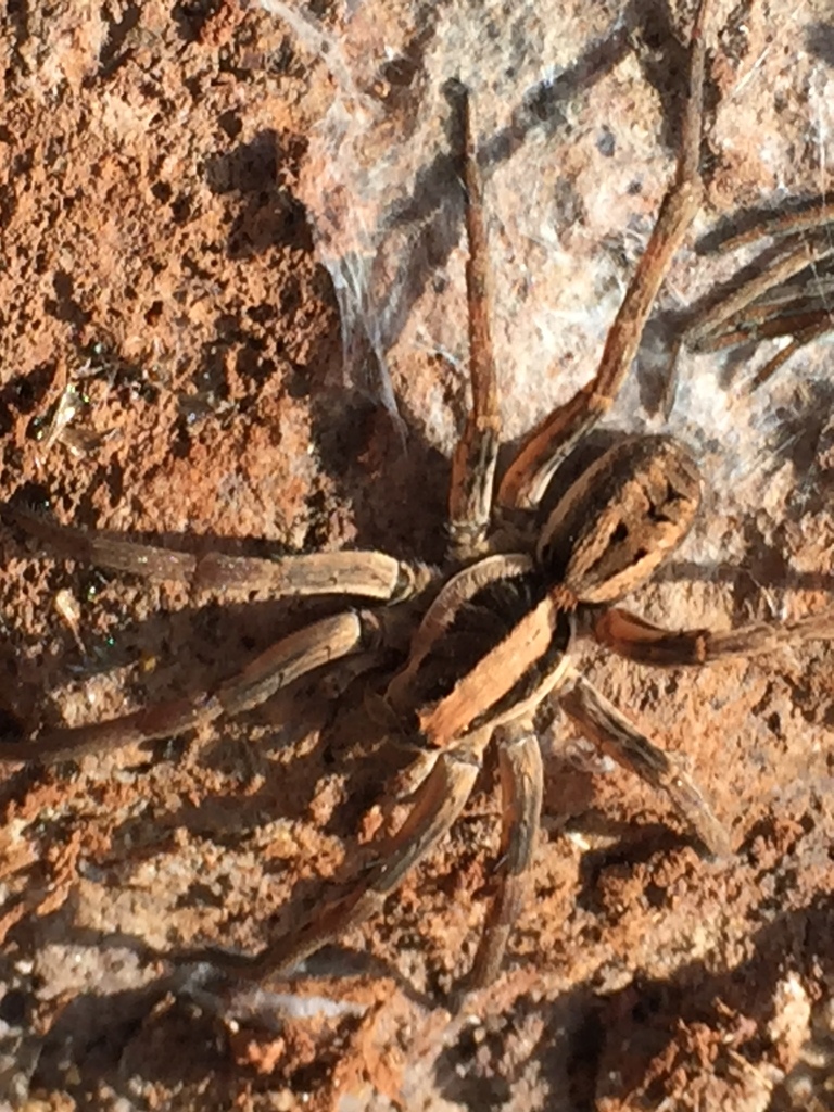 Wolf Spiders from Buuri, Kenya on February 23, 2023 at 04:03 PM by ...
