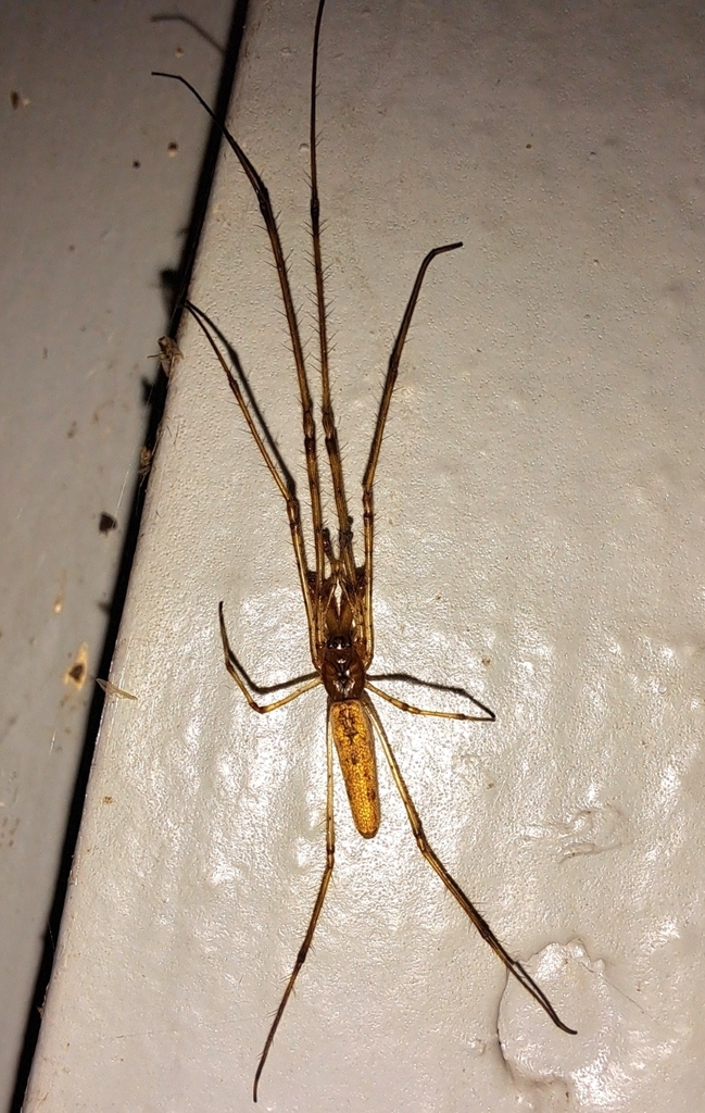 Tetragnatha from Ville Platte, LA 70586, USA on March 2, 2024 at 08:10 ...