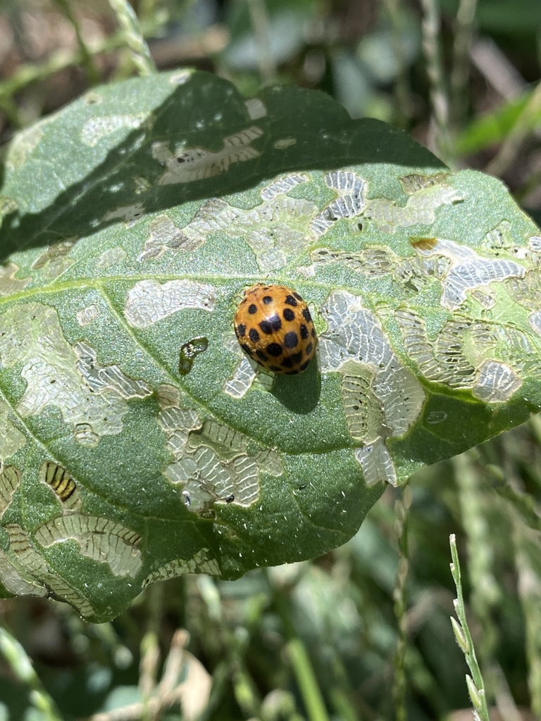 Hadda Beetle from Lions Park, Echuca, VIC, AU on March 3, 2024 at 01:33 ...