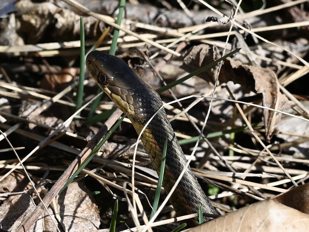 Eastern Garter Snake from Valhalla Park, Holt, MI, US on March 3, 2024 ...
