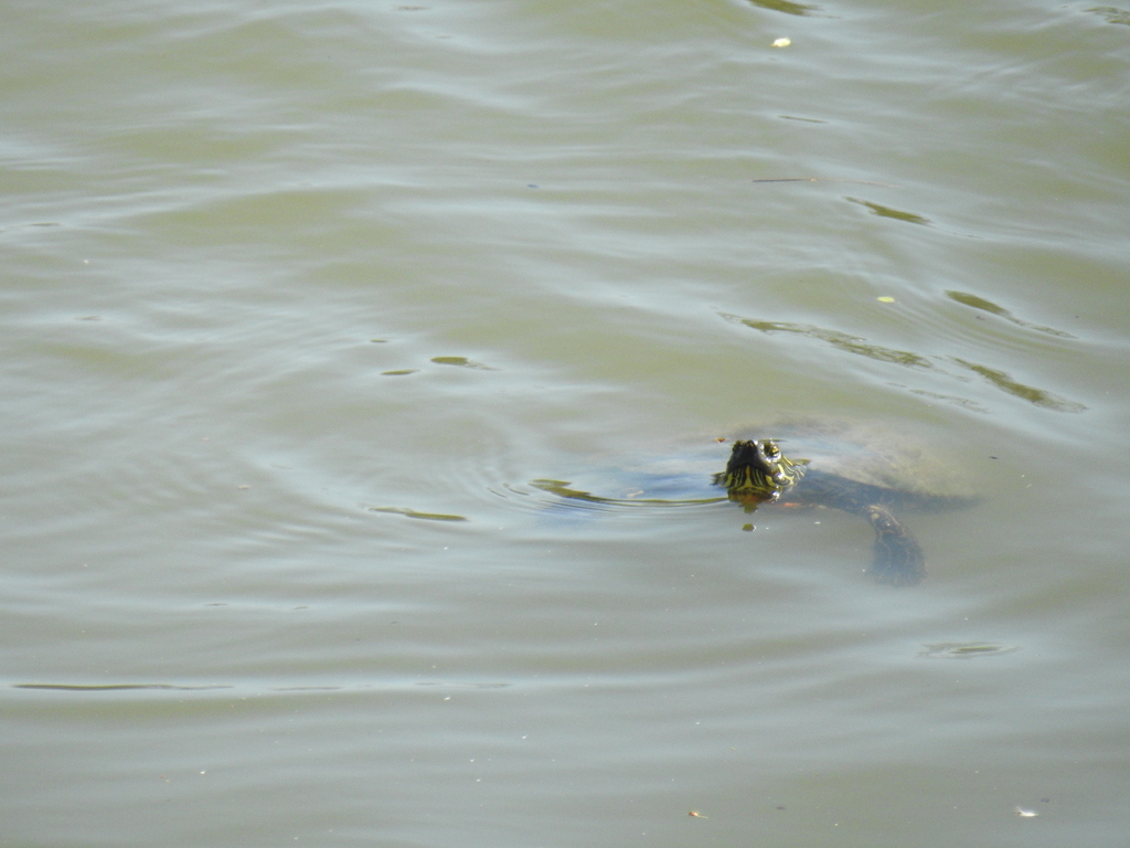 Texas Cooter from Fort Worth, TX, USA on March 3, 2024 at 10:27 AM by ...