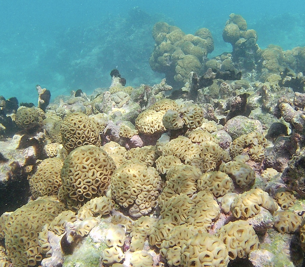 Caribbean Sea Mat from Barbados, Barbados, BB on March 2, 2024 at 10:52 ...