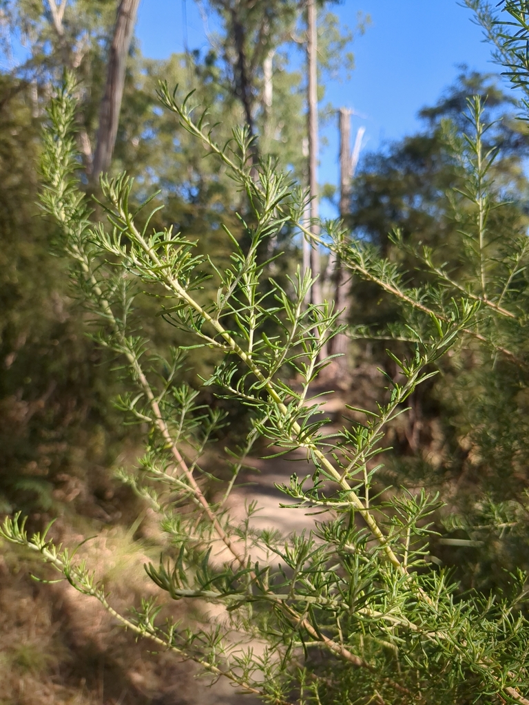 Cassinia from Warrandyte VIC 3113, Australia on March 4, 2024 at 10:31 ...