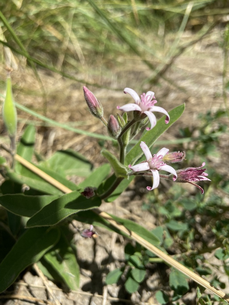 Oxypetalum solanoides from Aeropuerto El Palomar, Morón, Province de ...