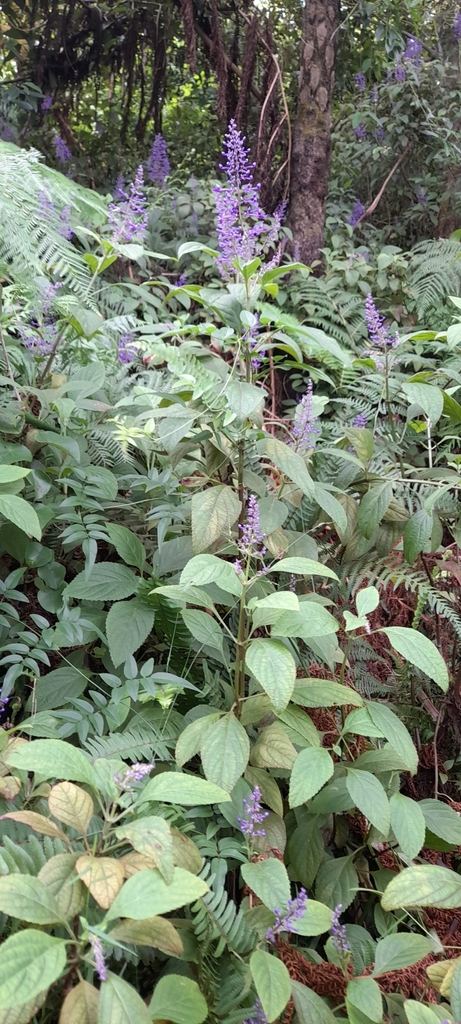 Ecklon spurflower from Castlecrag NSW 2068, Australia on March 4, 2024 ...