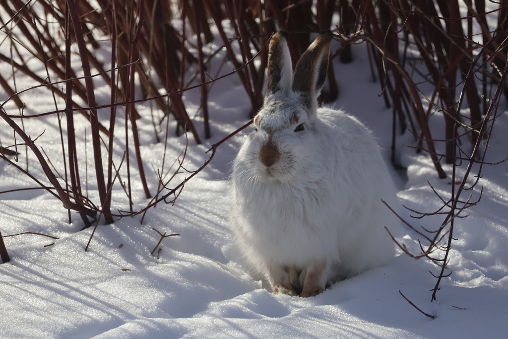 White-tailed Jackrabbit from Northeast Calgary, Calgary, AB, Canada on ...