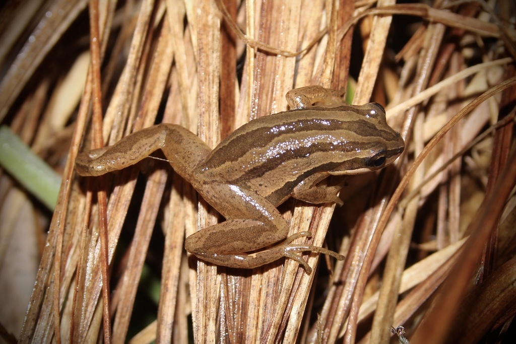 Brimley's Chorus Frog (Pseudacris brimleyi) (Wildlife of the United ...