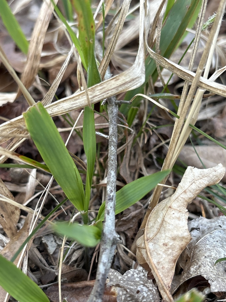 Twoflower Melicgrass from Red River County, US-TX, US on March 3, 2024 ...