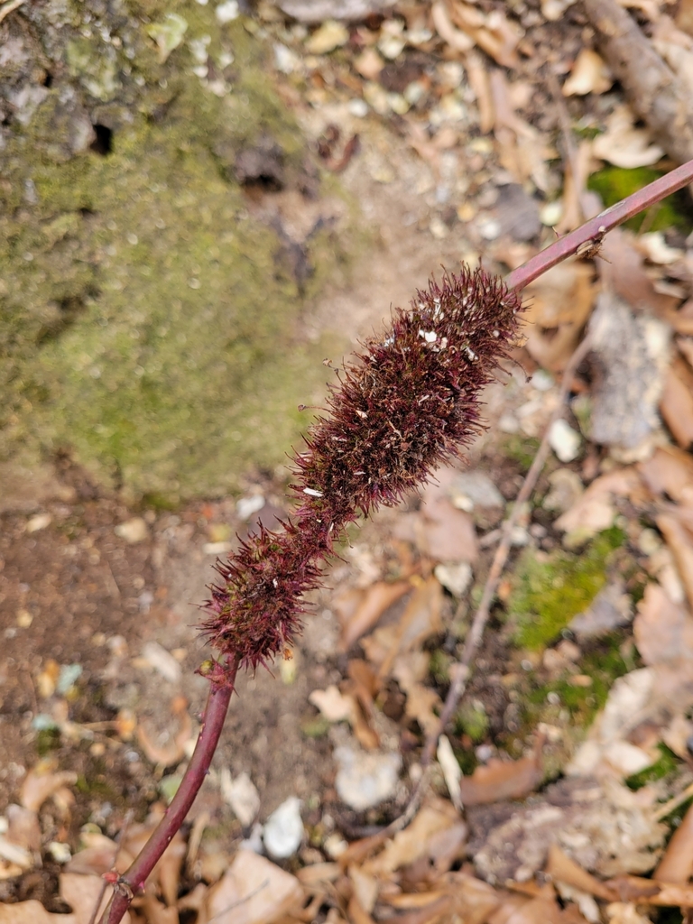 blackberry seed gall wasp from Lothian, MD 20711, USA on March 3, 2024 ...