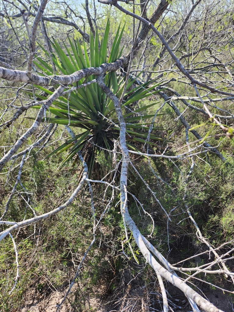 Spanish dagger from Rio Hondo, TX 78583, USA on March 2, 2024 at 10:24 ...
