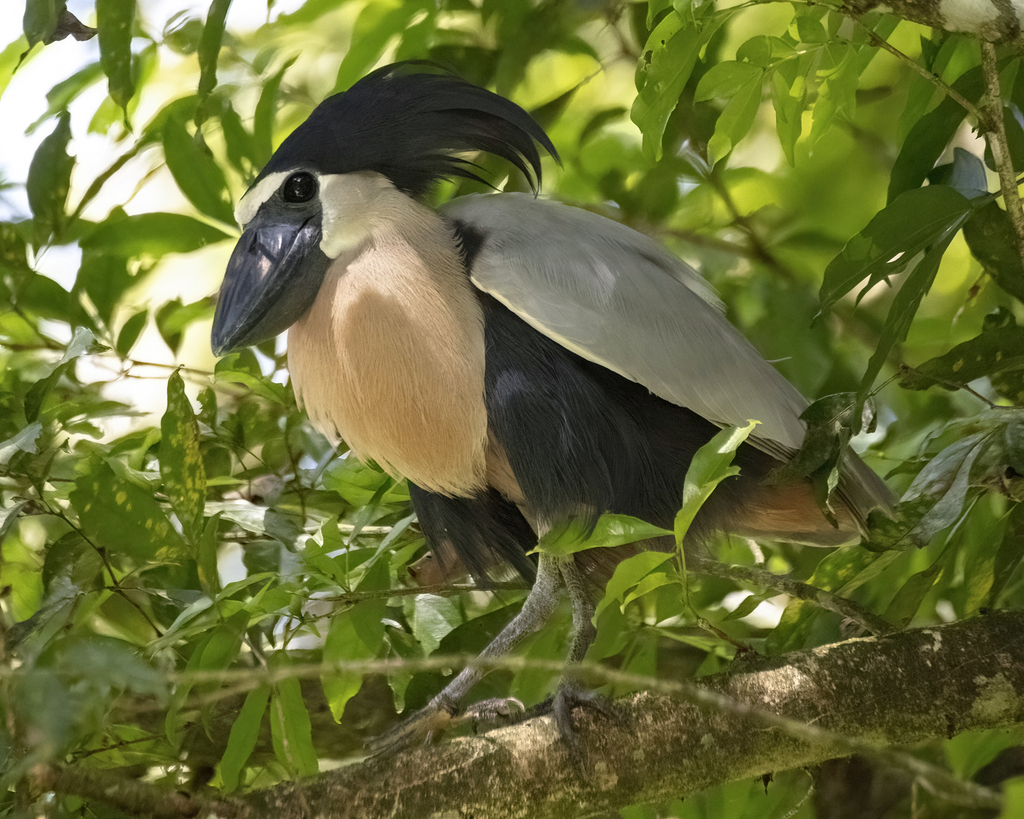 Boat-billed Heron from Heredia Province, La Virgen, Costa Rica on March ...