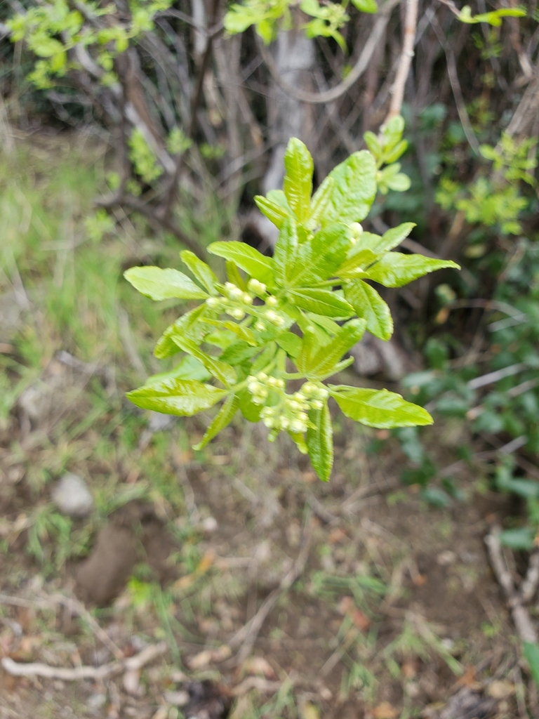 Western Hoptree from Sutter, CA 95982, USA on March 3, 2024 at 12:52 PM ...