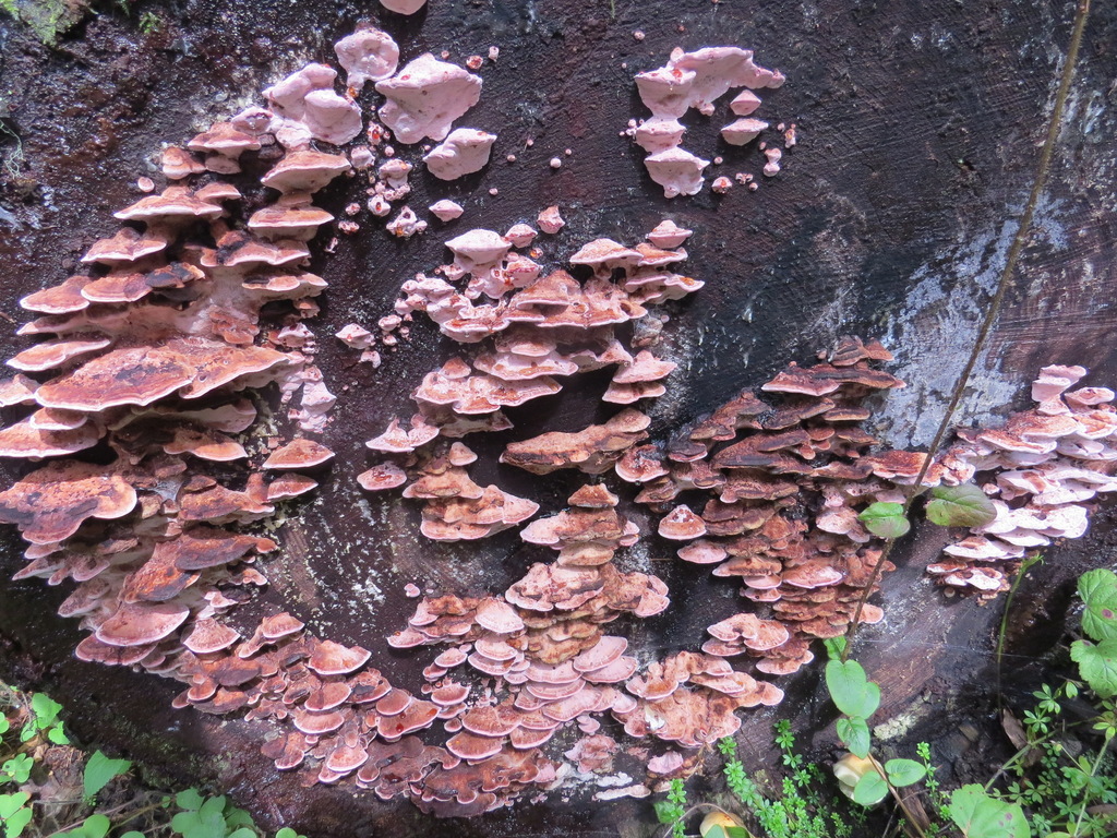 Rosy Conk from San Mateo County, CA, USA on February 23, 2024 at 01:57 ...