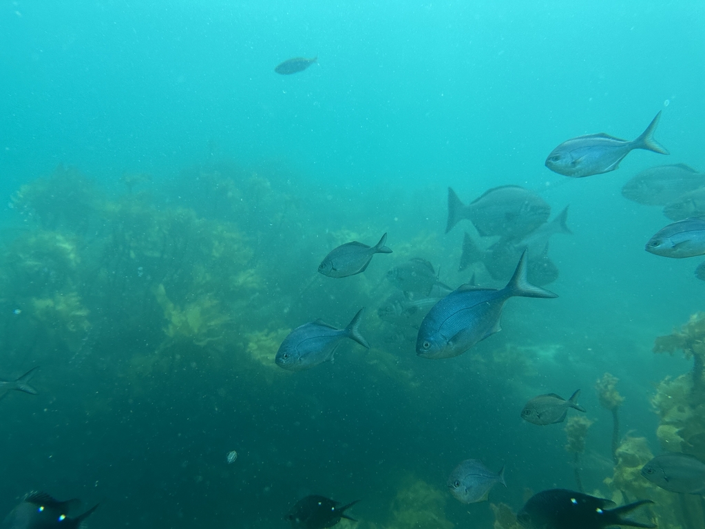Silver Sweep from Auckland, New Zealand on March 2, 2024 at 03:06 PM by ...