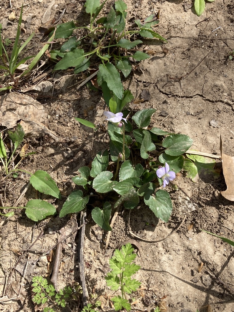 Missouri Violet from Rio Vista, TX, US on March 3, 2024 at 03:10 PM by ...