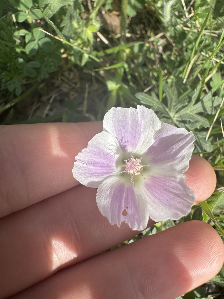 Slim-lobe poppy-mallow from Georgetown, TX, US on March 3, 2024 at 10: ...