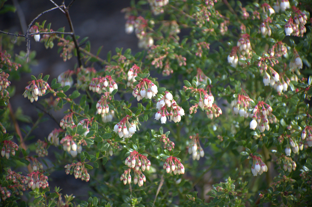 Shiny blueberry from Osceola County, FL, USA on March 1, 2024 at 09:11 ...