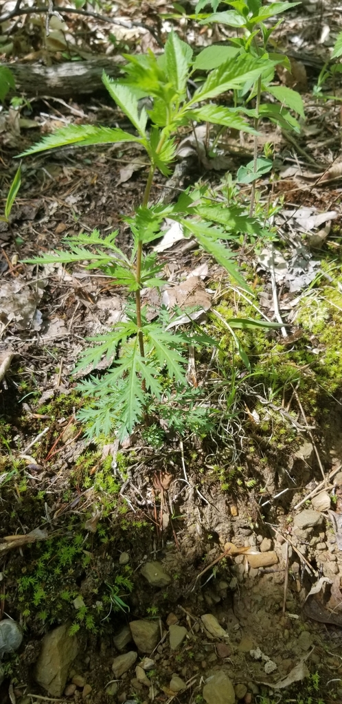 American ipecac from 1715 Top Hill Rd, Louisville, KY 40118, USA on ...